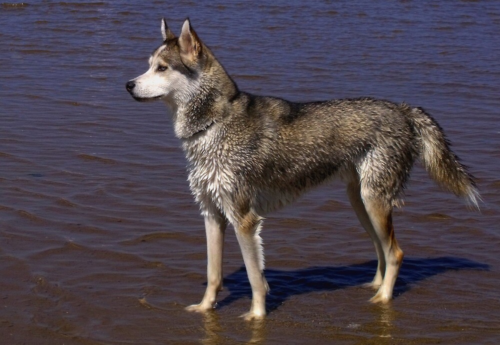 "Huski" by Stephanie Veronique | Redbubble