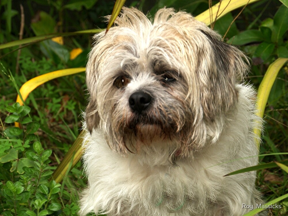 "MEET MISSY " by Roy Massicks | Redbubble