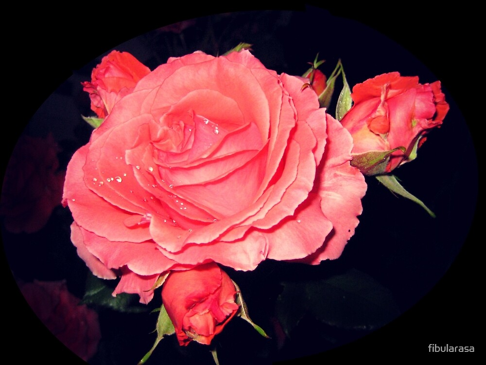 "Night Gardening - Rose Burst" by fibularasa | Redbubble