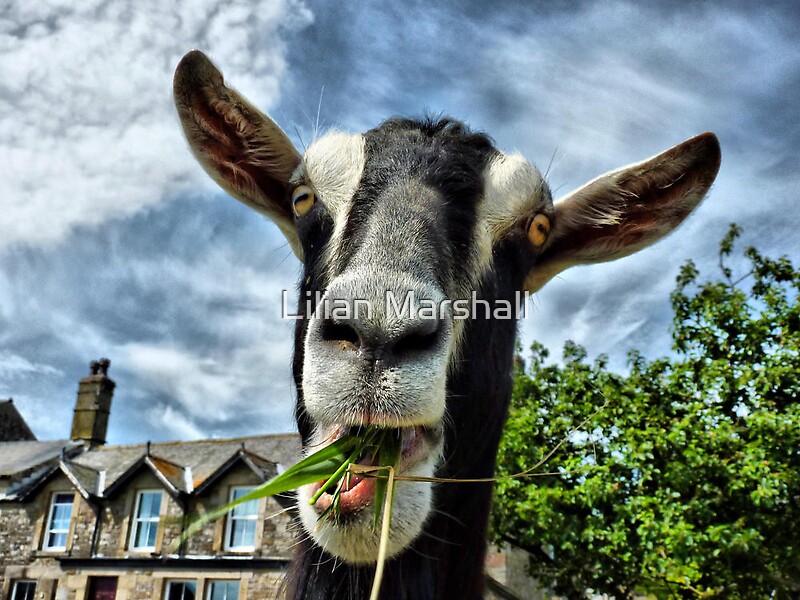 "Nosy Goat . " by Lilian Marshall | Redbubble
