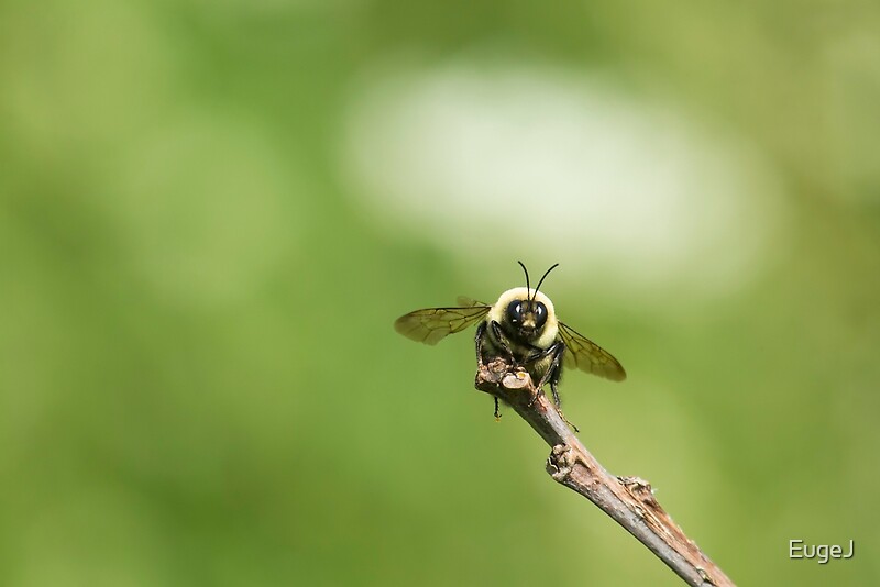 "Oye! " by EugeJ | Redbubble