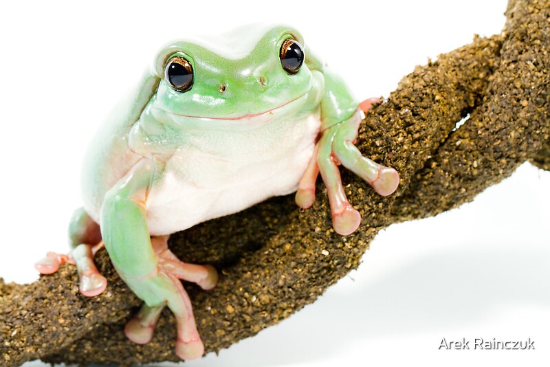 "Smiling frog" Posters by Arek Rainczuk | Redbubble