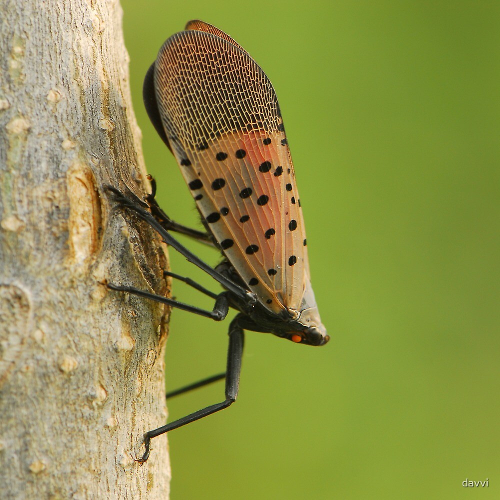 "colourful girl (Lycorma delicatula )" by davvi | Redbubble