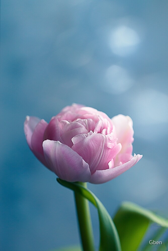 "Single Pastel Pink Tulip" by Gben | Redbubble