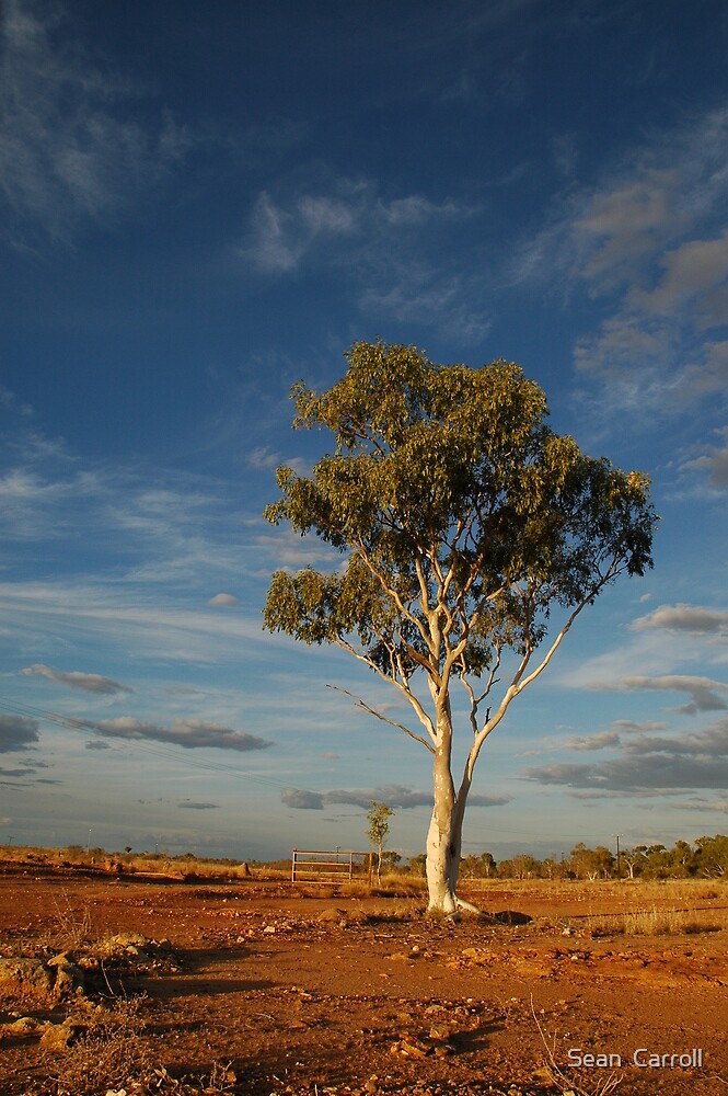 "Lone Gum Tree in the Central Australian Outback" by Sean Carroll ...