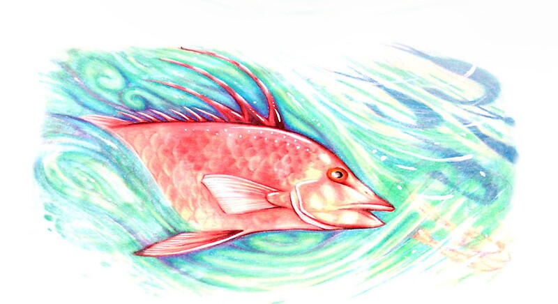 Hogfish: Art Prints | Redbubble