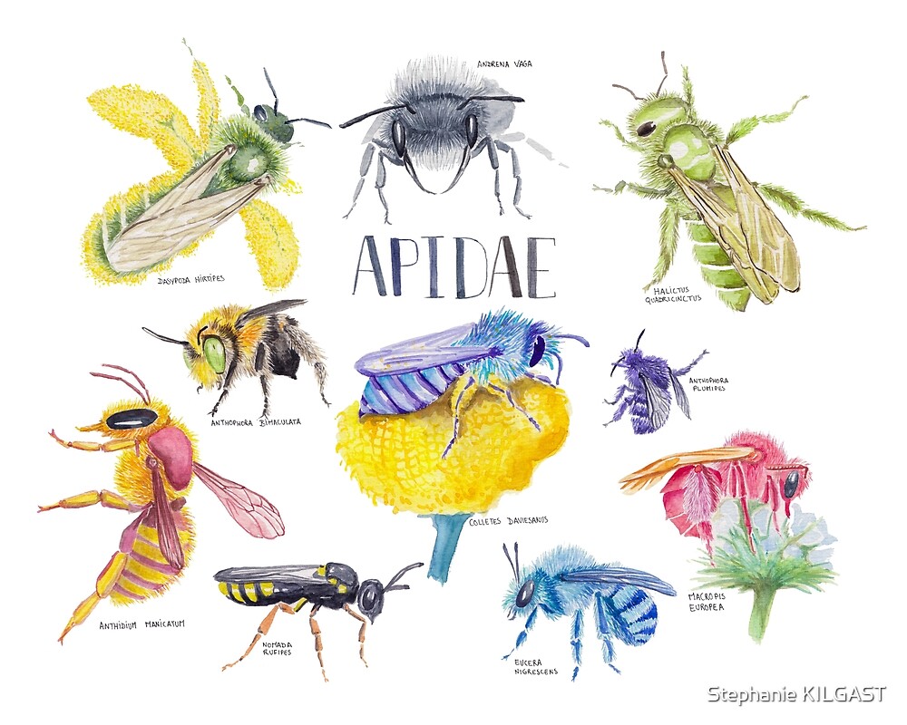 "Wild Bees Illustration | Apidae Watercolor / Aquarelle Painting" by ...