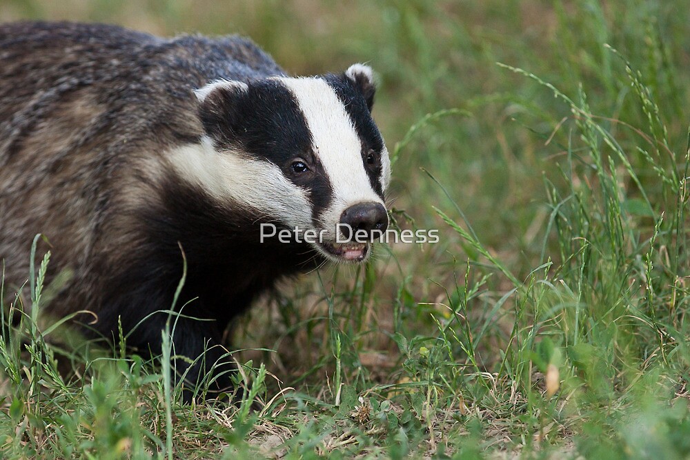 "European Badger" by Peter Denness | Redbubble