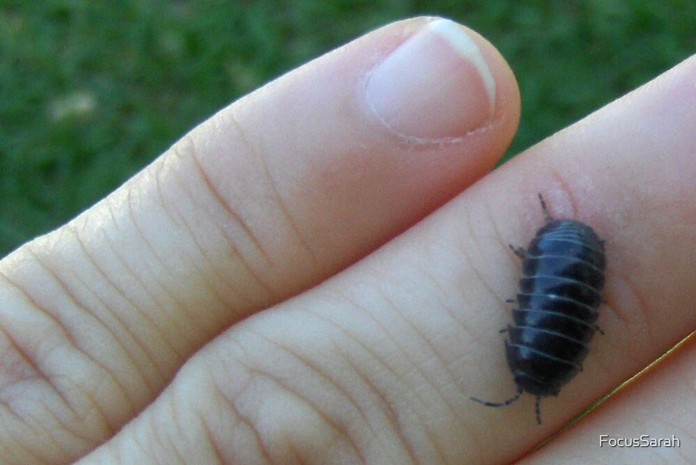 "Roly Poly" by FocusSarah | Redbubble