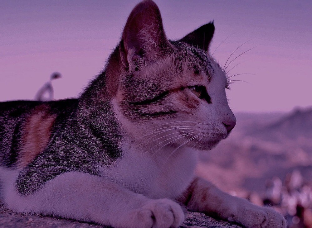 "calico aesthetic " by childofpurple | Redbubble