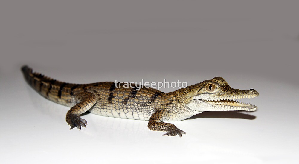 "Baby Freshwater Croc" by tracyleephoto | Redbubble