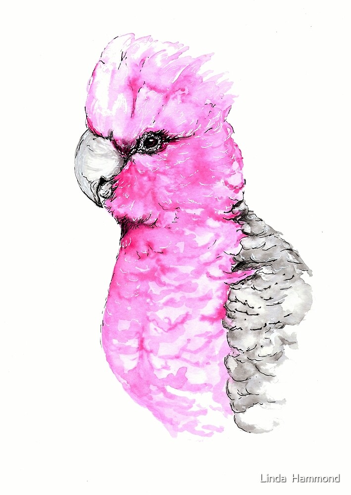 "galah" by Linda Hammond | Redbubble