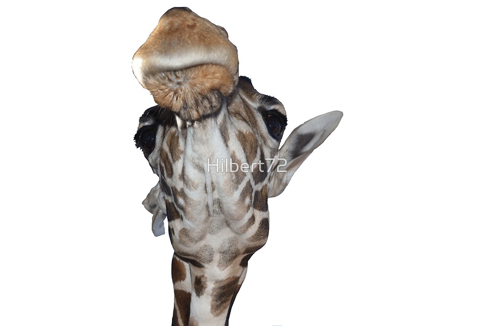 "Giraffe head viewed from below" by Hilbert72 | Redbubble