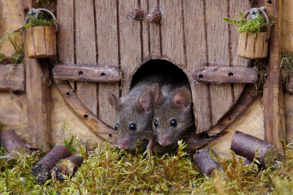 "George the mouse in a log pile house - double trouble" by Simon-dell ...