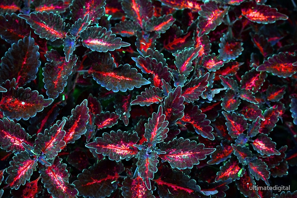 "Vibrant Colorful Plant Leaf Pattern " by ultimatedigital | Redbubble