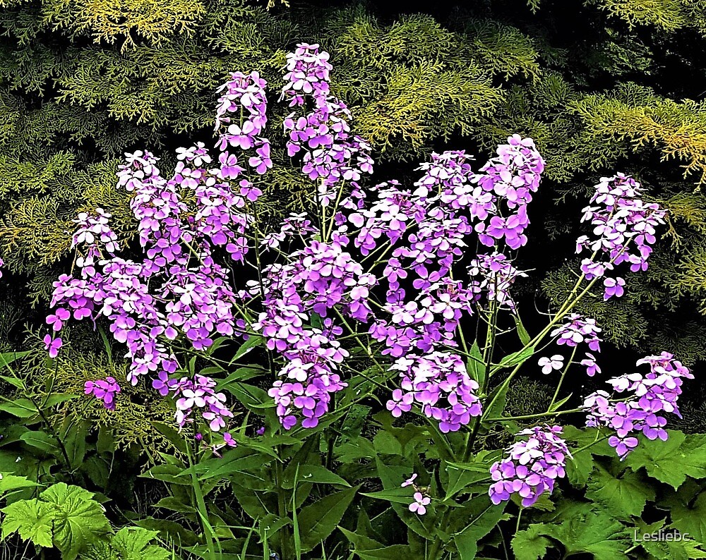 "Hesperis Matronalis" by Lesliebc | Redbubble