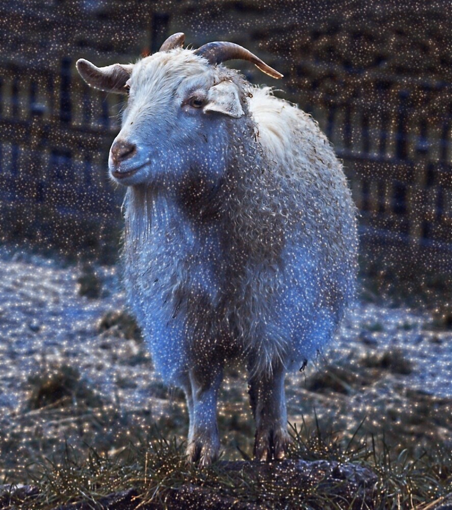 "Sparkly Angora space goat" by CannyBeasties | Redbubble