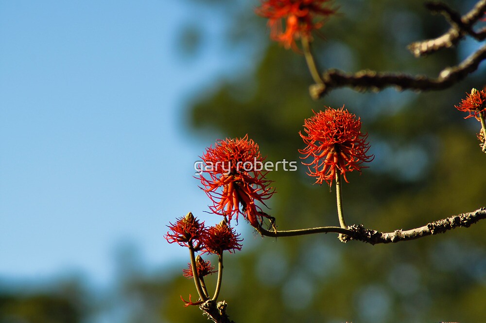 "red hot poker tree" by gary roberts | Redbubble