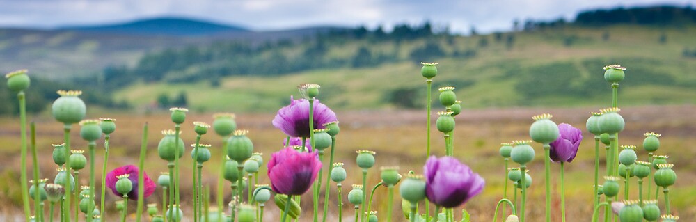 "Highland Flowers, Cairngorms Scotland." by Richard Durham | Redbubble