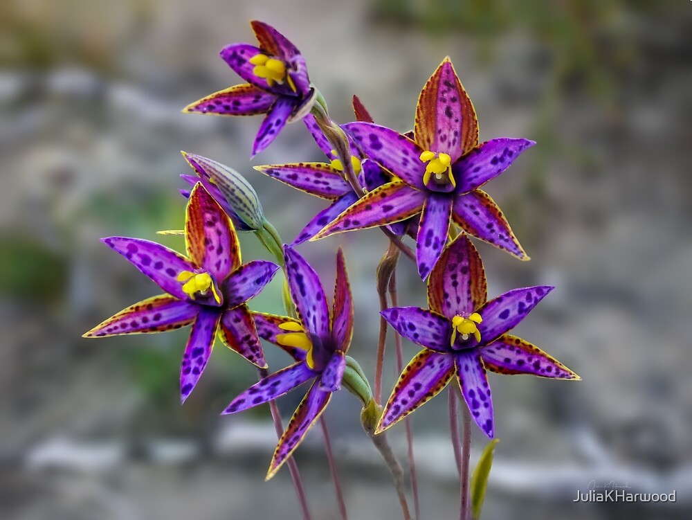 "Queen of Sheeba" by JuliaKHarwood | Redbubble