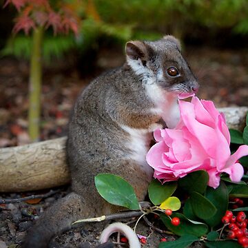 ""Sachi" Ringtail Possum" Greeting Card for Sale by Amber Williams ...