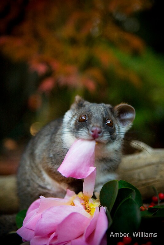 ""Sachi" Ringtail Possum" by Amber Williams | Redbubble