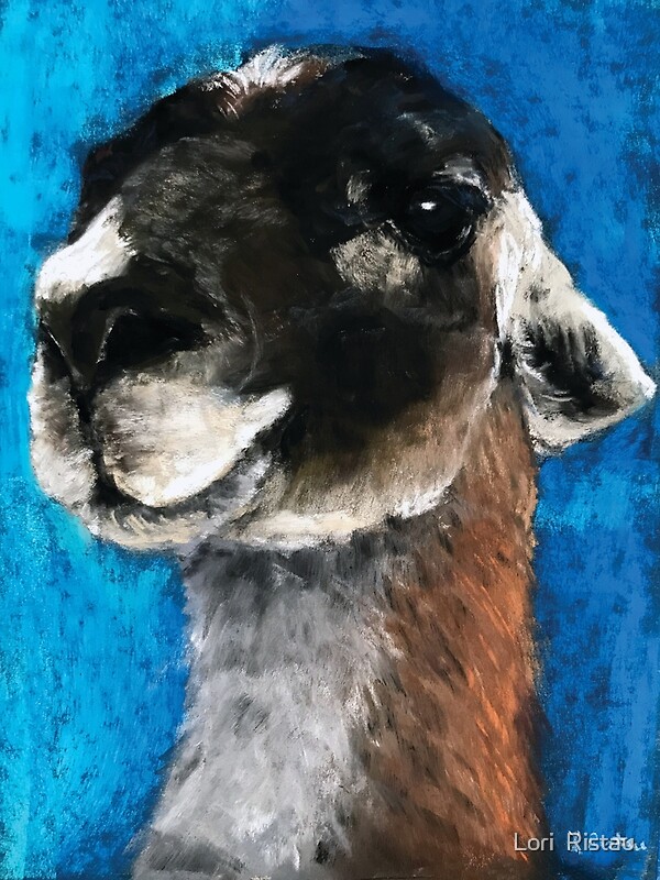 "Laid Back Llama" by Lori Ristau | Redbubble