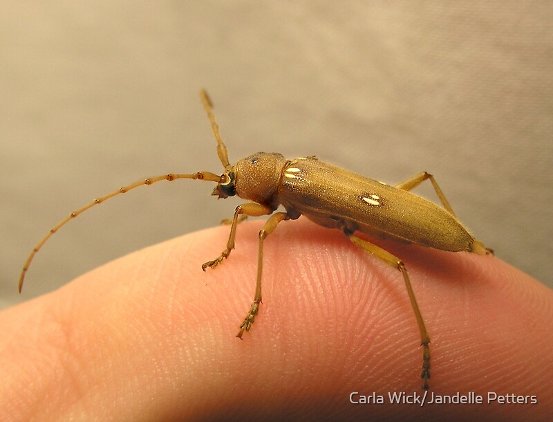 "Ivory-spotted Longhorn Beetle" by Carla Wick/Jandelle Petters | Redbubble