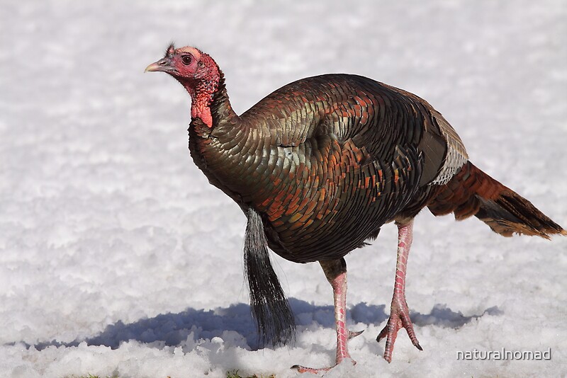 "Wild Turkey in the Snow" by naturalnomad | Redbubble
