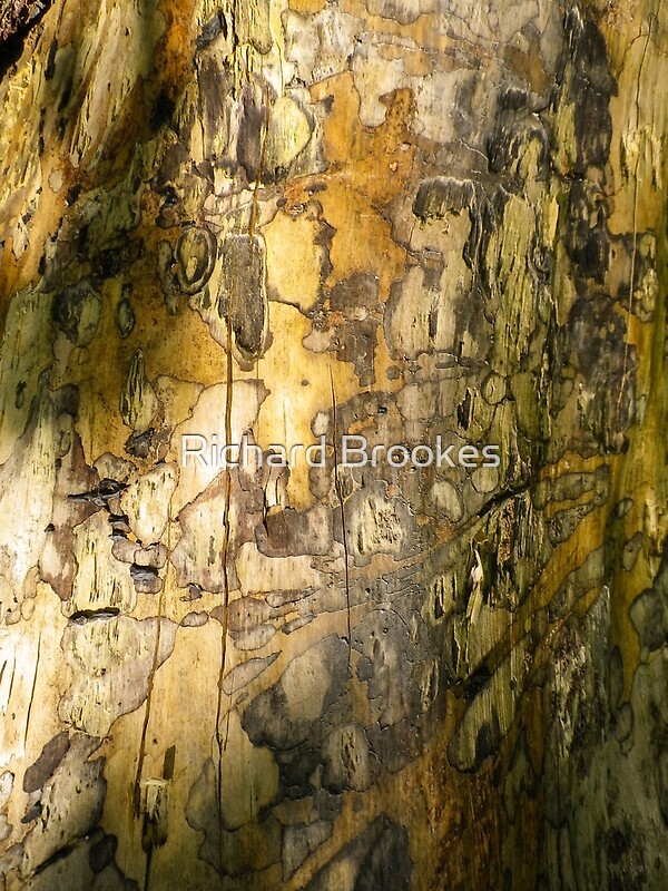 "MOTTLED TREE TRUNK BARK PATTERNS IN DAPPLED LIGHT" by Richard Brookes ...