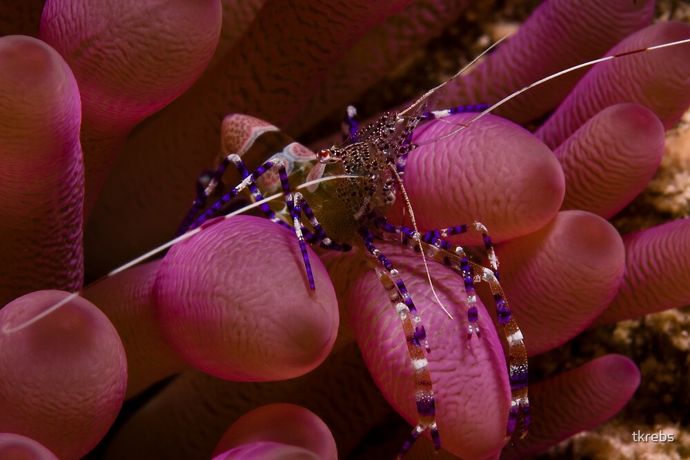 "Spotted Cleaner Shrimp on Purple Anemone" by tkrebs | Redbubble
