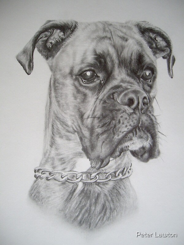 "Brindle Boxer dog" by Peter Lawton | Redbubble