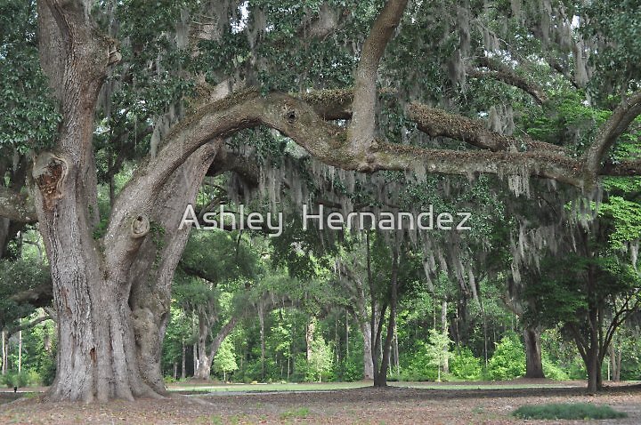 "The Weeping Forest" by Ashley Hernandez | Redbubble