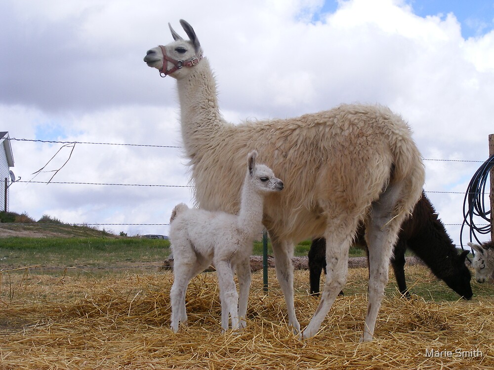 "Llama Love" by Marie Smith | Redbubble