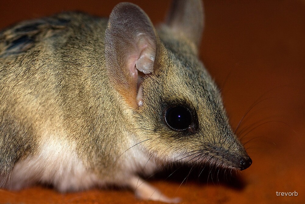 "Spinifex Hopping Mouse." by trevorb | Redbubble