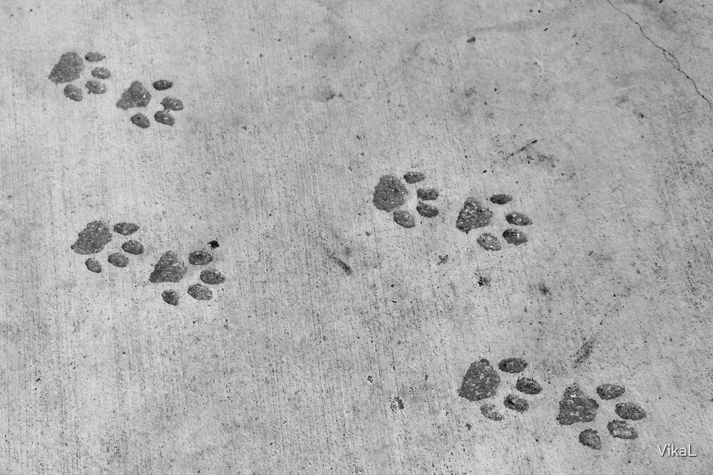 "Panther footprints " by VikaL | Redbubble
