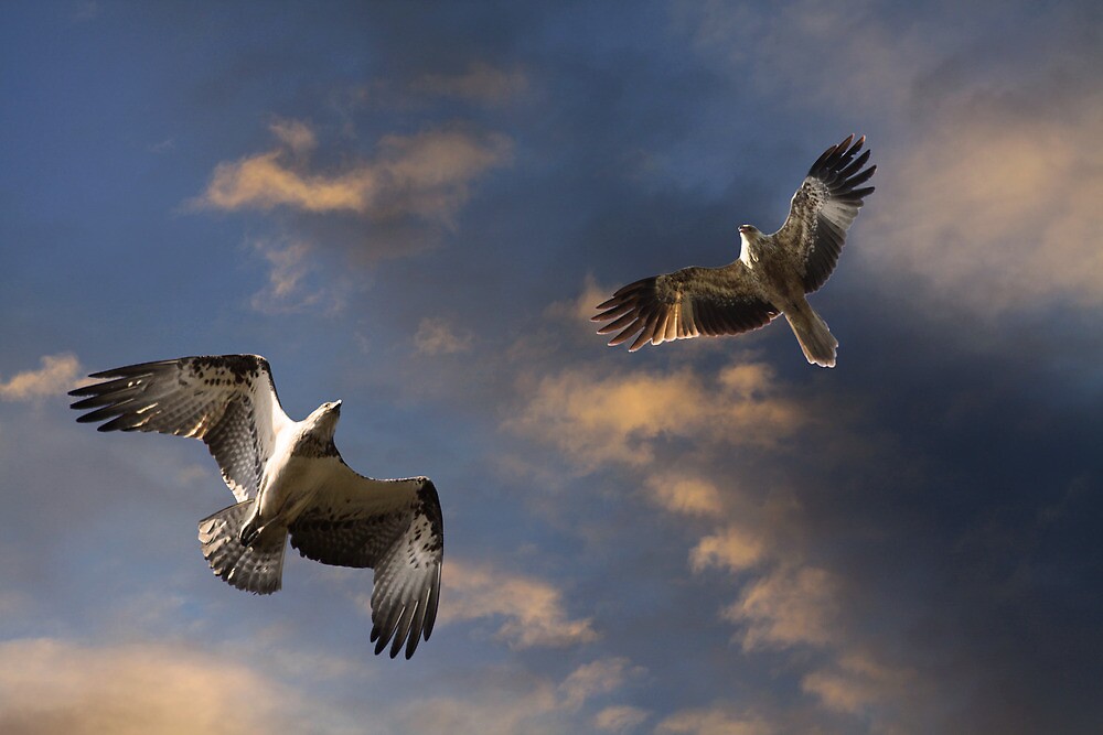 "Osprey Attack" by byronbackyard | Redbubble