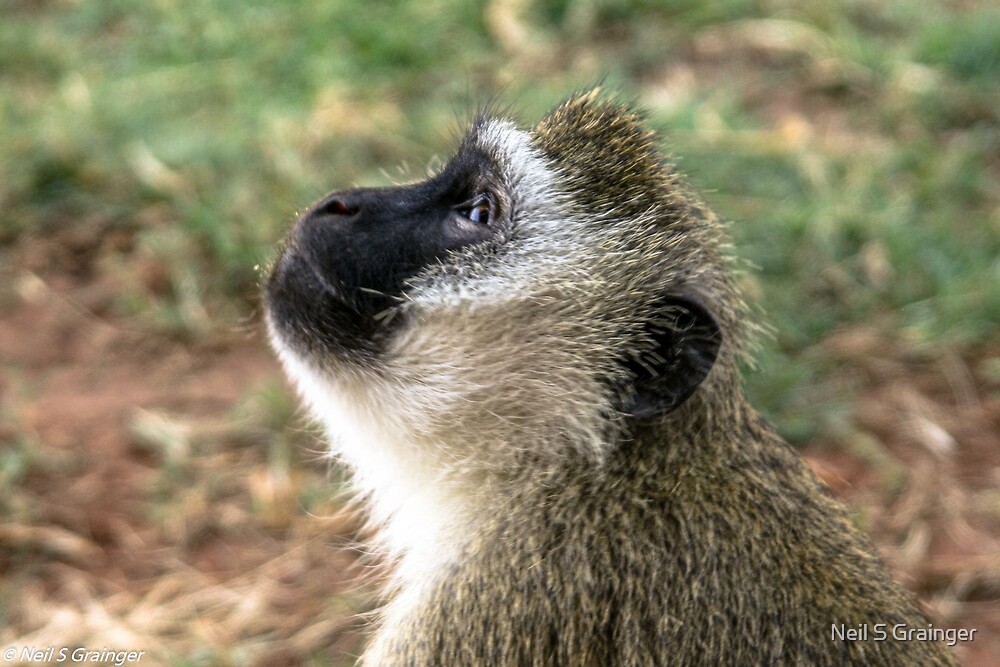 "Monkey Smiling" by Neil S Grainger | Redbubble