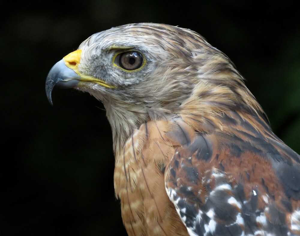 "Raptor Profile" by Roger Easley | Redbubble