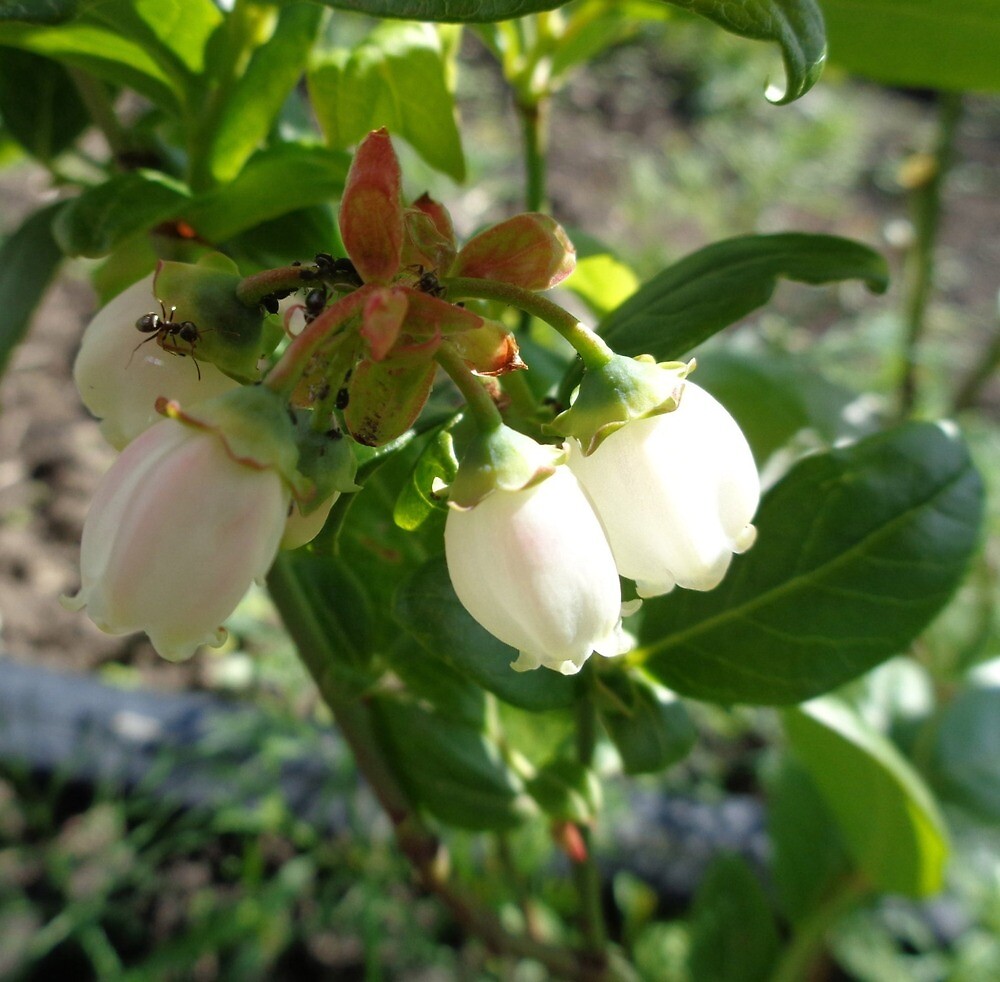 "Blueberry flowers" by Ana Belaj | Redbubble