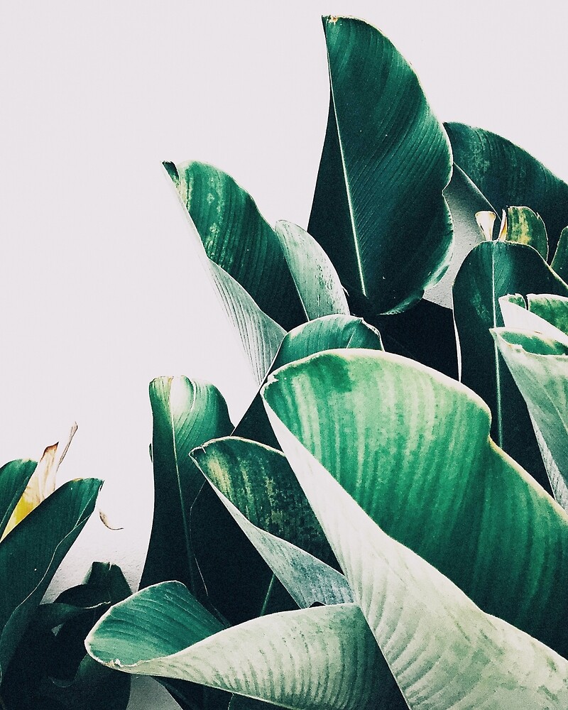 "Leaves, Tropical leaves, Leaf, Modern art, Wall art, Print ...