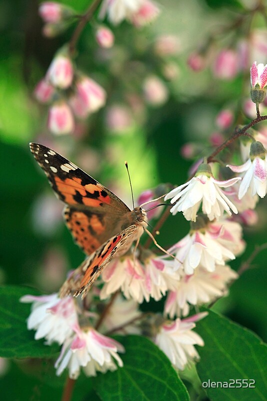 "colorful butterfly on tree" by olena2552 | Redbubble