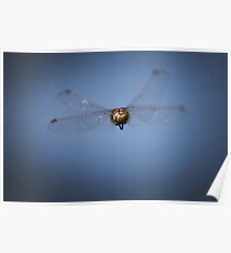 Predator: Posters | Redbubble