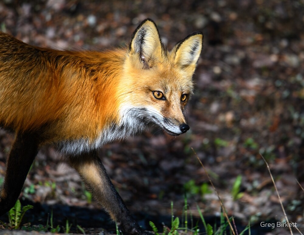 "What Big Eyes You Have" by Greg Birkett | Redbubble