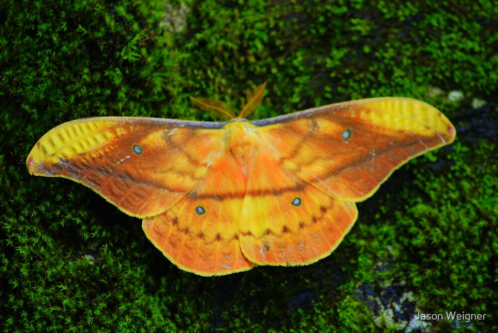 "Giant Silk Moth (Copaxa syntheratoides) - Costa Rica" by Jason Weigner ...