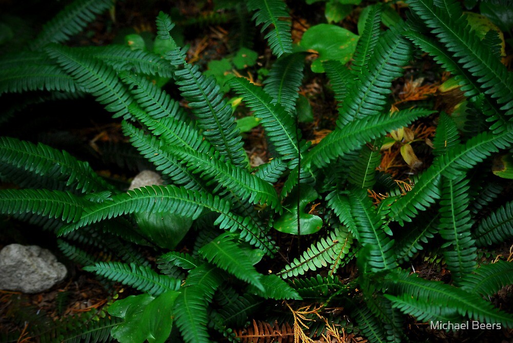 "FERNS IN THE ALPINE LAKES WILDERNESS IN WASHINGTON STATE" by Michael ...