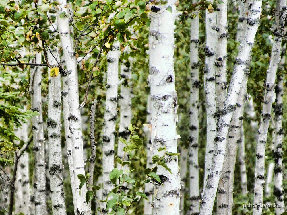 "Paper Birch" by pshootermike | Redbubble
