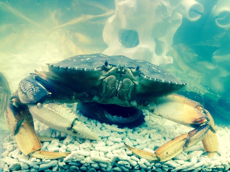 "crabby" by BRYD | Redbubble