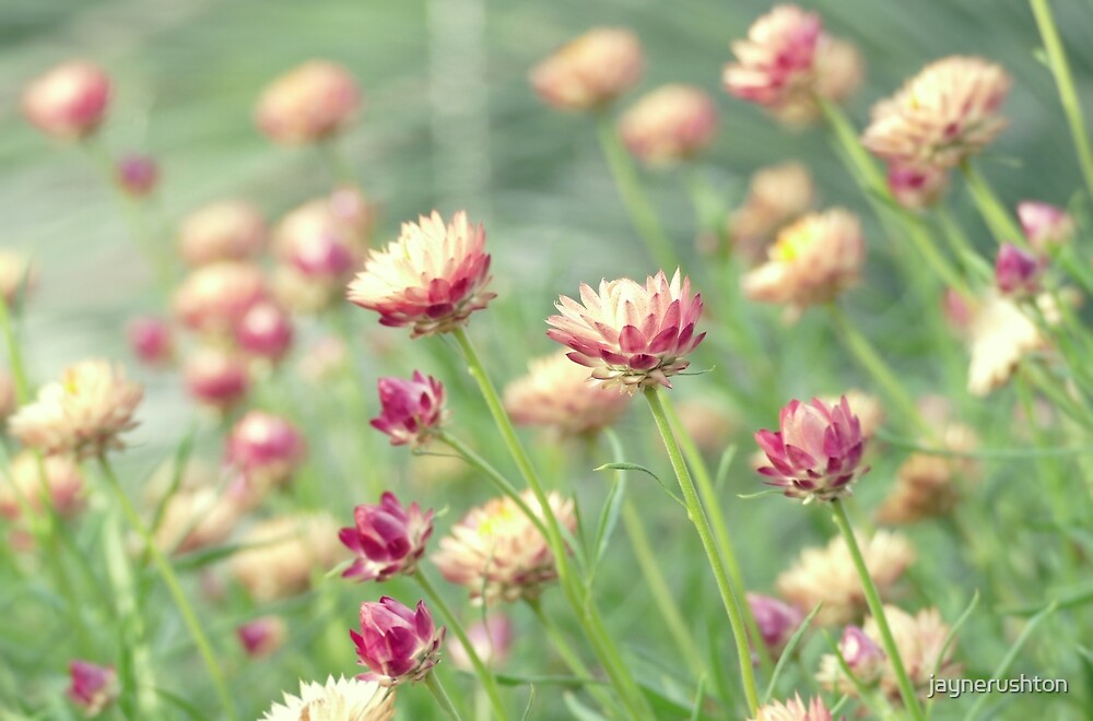 "Pretty Wild Flowers" by jaynerushton | Redbubble