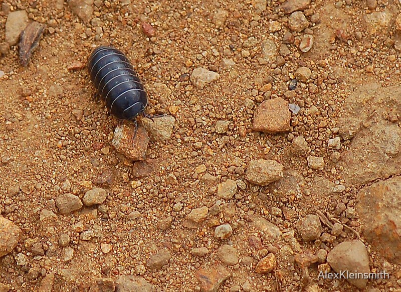 "Rolly Polly" by AlexKleinsmith | Redbubble